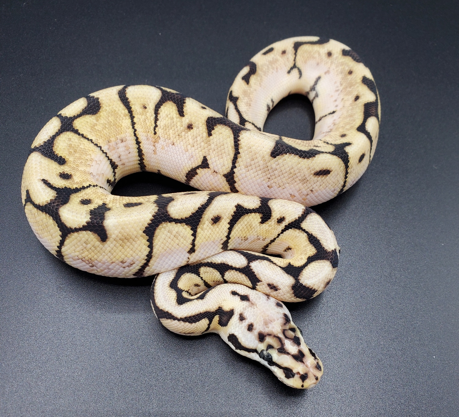 BumbleBee Ball Python by Maltese Morphs - MorphMarket
