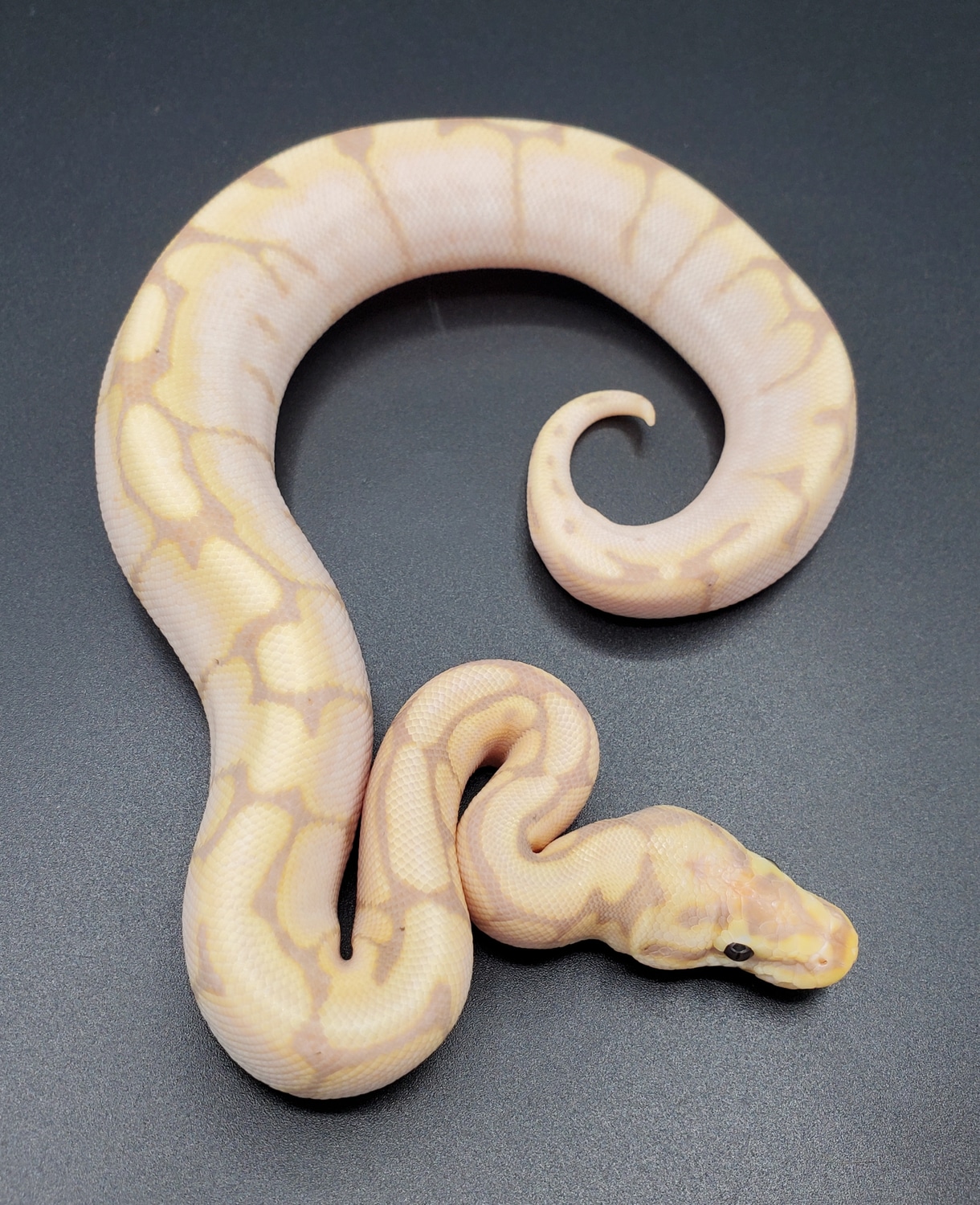 Banana Spider Ball Python by Maltese Morphs - MorphMarket