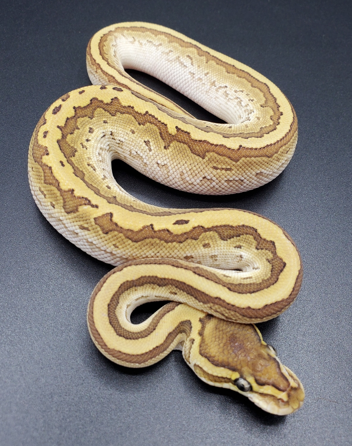 Kingpin 100% Het Pied Ball Python by Maltese Morphs - MorphMarket