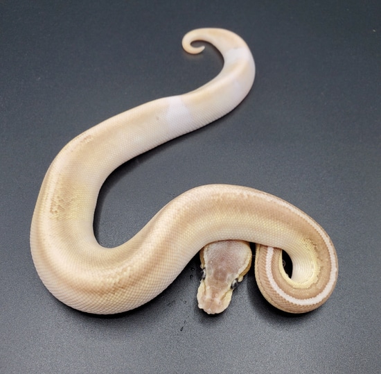 Black Pewter Kingpin 100% Het Pied Ball Python by Maltese Morphs