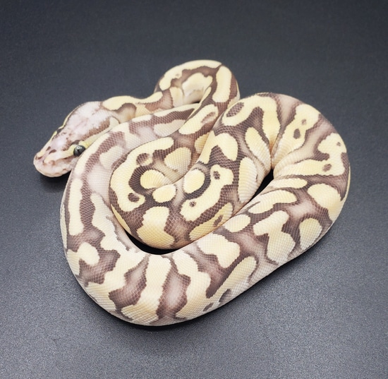 Super Pastel Butter Scaleless Head Ball Python by Maltese Morphs