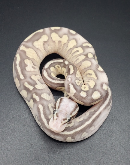 Super Pastel Butter Fire Ball Python by Maltese Morphs