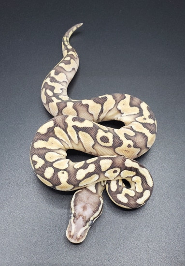 Butterfly Scaleless Head Ball Python by Maltese Morphs