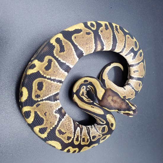 Normal/Classic Ball Python by Maltese Morphs