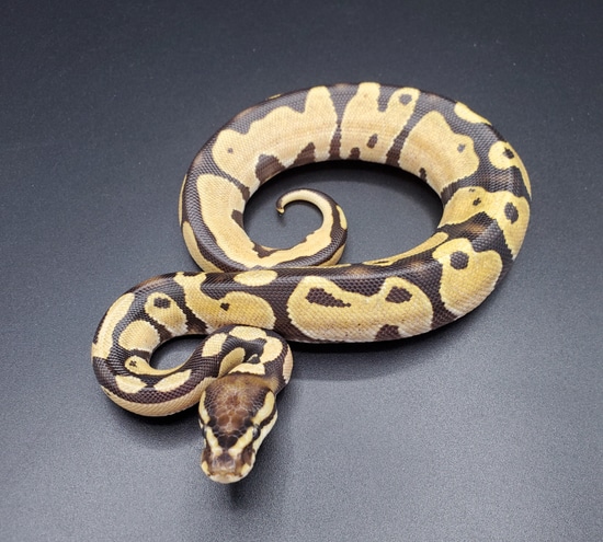 OD Fire Ball Python by Maltese Morphs