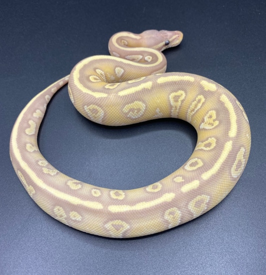 Banana Granite Mojave Ball Python by Maltese Morphs