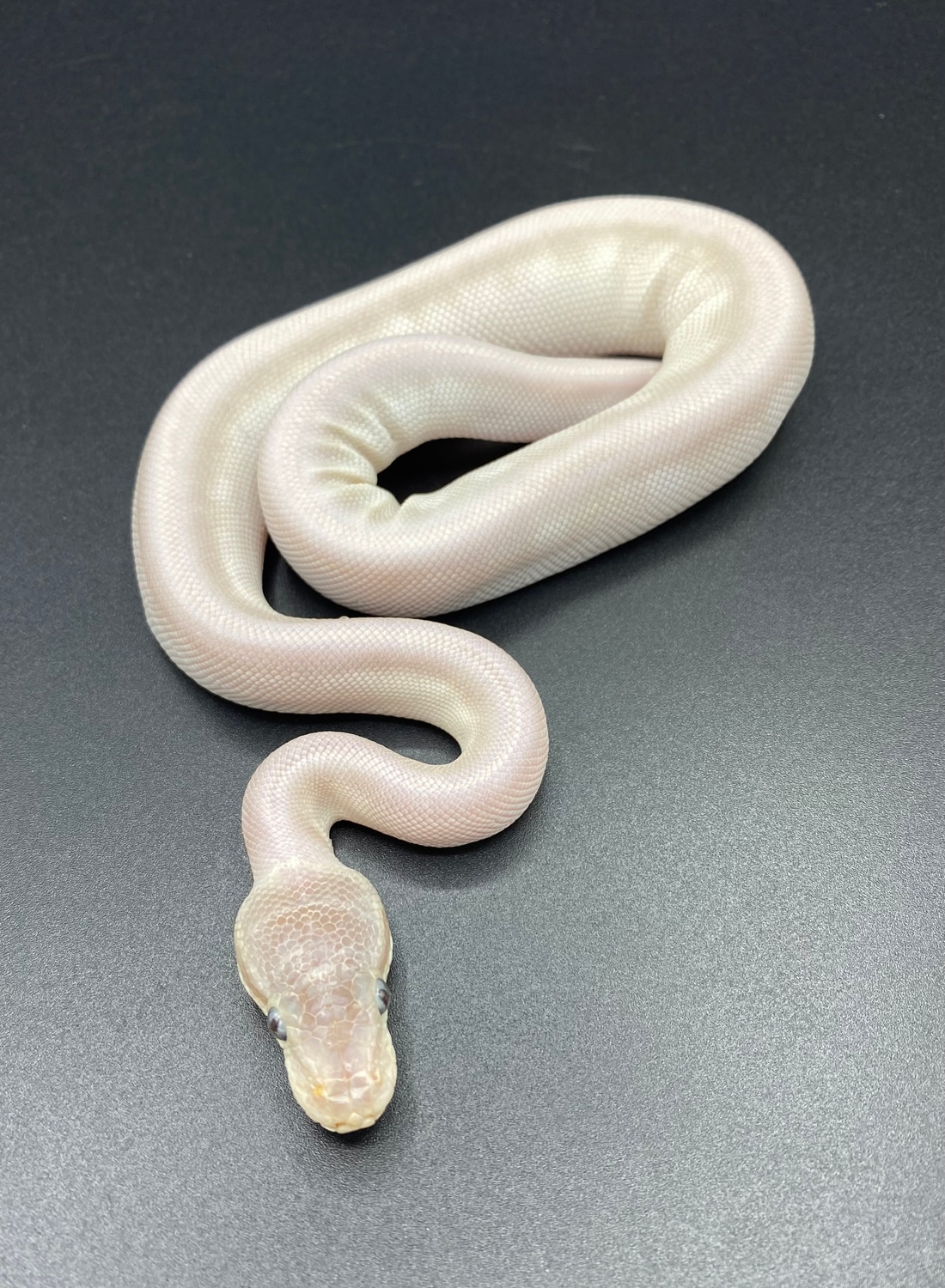 Super Mojave Ball Python by Maltese Morphs - MorphMarket