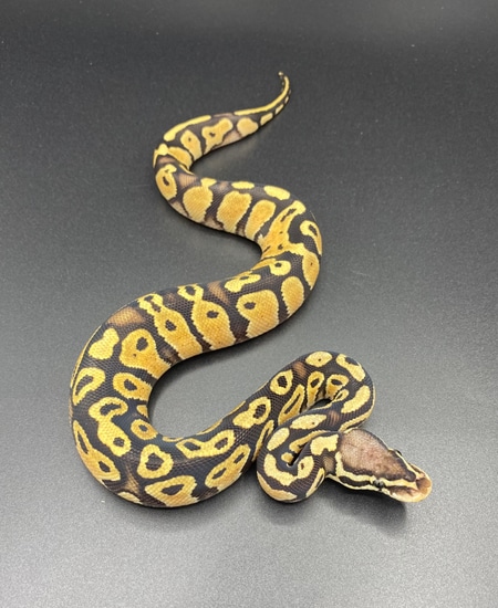 Pastel Ball Python by Maltese Morphs