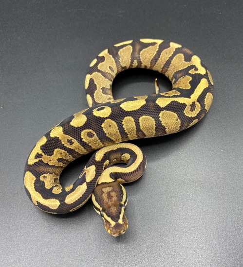 OD Fire YB Ball Python by Maltese Morphs
