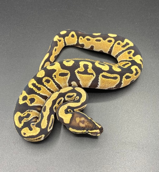 Fire Or Vanilla Ball Python by Maltese Morphs