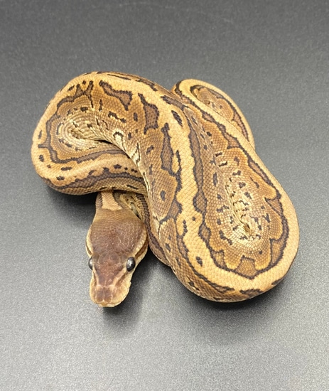 Cinnamon Pinstripe Ball Python by Maltese Morphs
