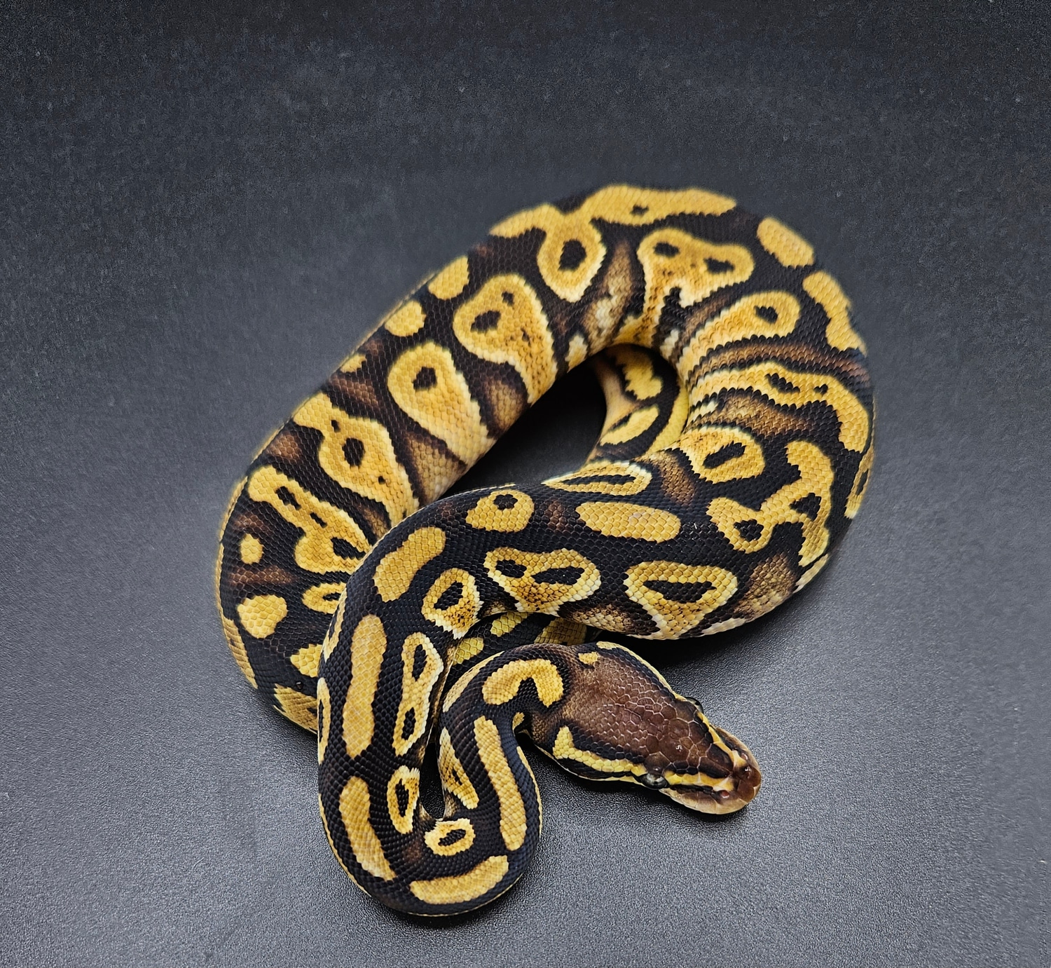 Black Pastel Fire Ball Python by Maltese Morphs - MorphMarket