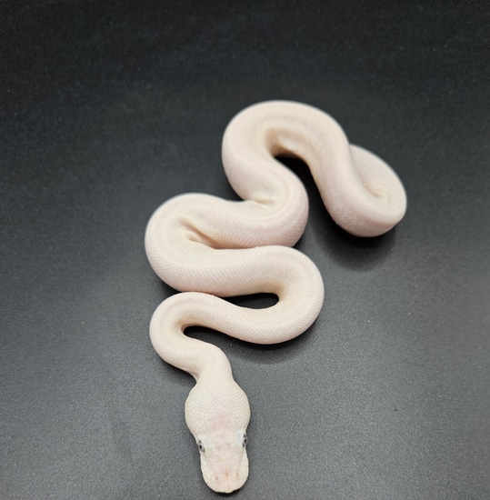 BEL Super Lesser Ball Python by Maltese Morphs