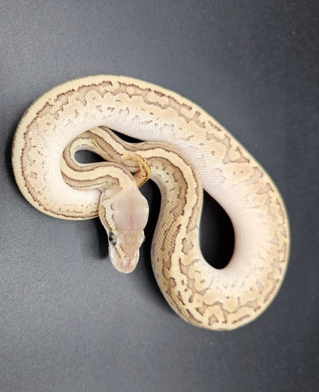 Black Pewter Kingpin Ball Python by Maltese Morphs