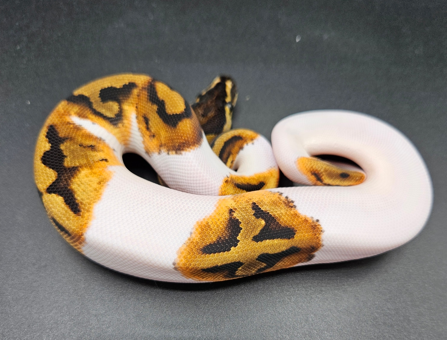 Piebald Ball Python by Maltese Morphs - MorphMarket