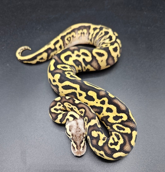 Leopard Pastel Fire Ball Python by Maltese Morphs