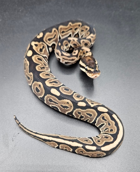 Lace Black Back Ball Python by Maltese Morphs