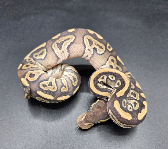 Calico Mojave Ball Python by Maltese Morphs