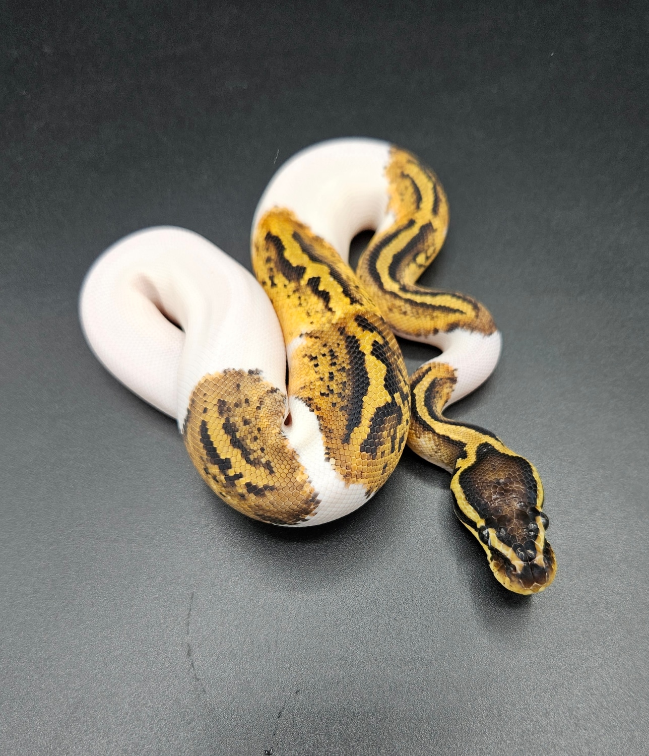 Pastel Yellow Belly Pied Ball Python by Maltese Morphs - MorphMarket
