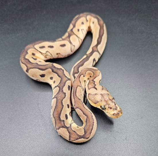 Pastel Red Stripe Clown Poss Het Pied Ball Python by Maltese Morphs