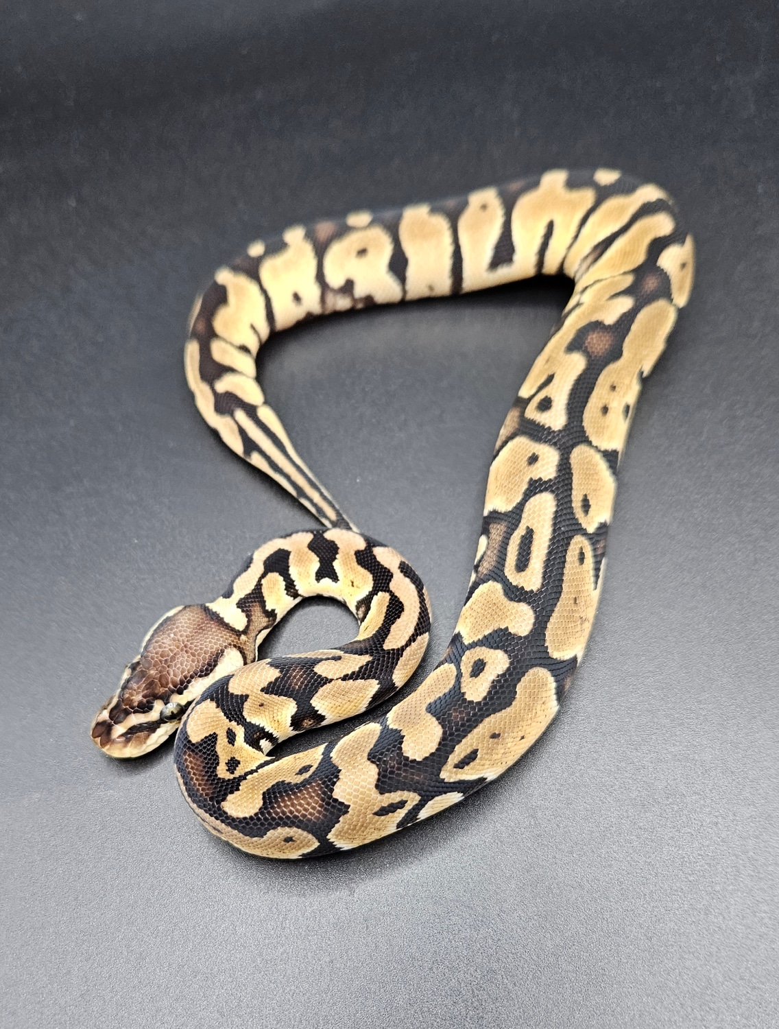 Pastel Red Stripe Het Clown Poss Het Pied Ball Python by Maltese Morphs ...