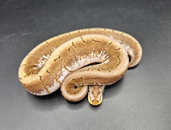 Spinner Ball Python by Maltese Morphs