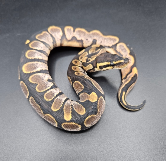 Calico Ball Python by Maltese Morphs
