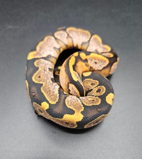 Calico Ball Python by Maltese Morphs