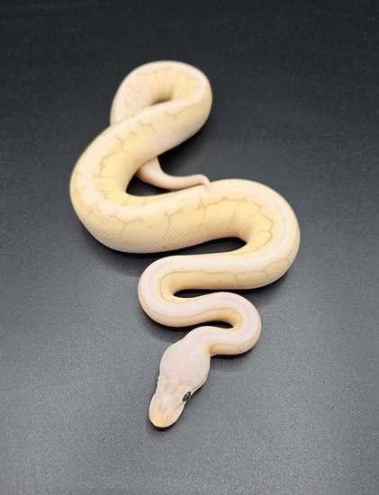 Banana Lemon Blast Ball Python by Maltese Morphs