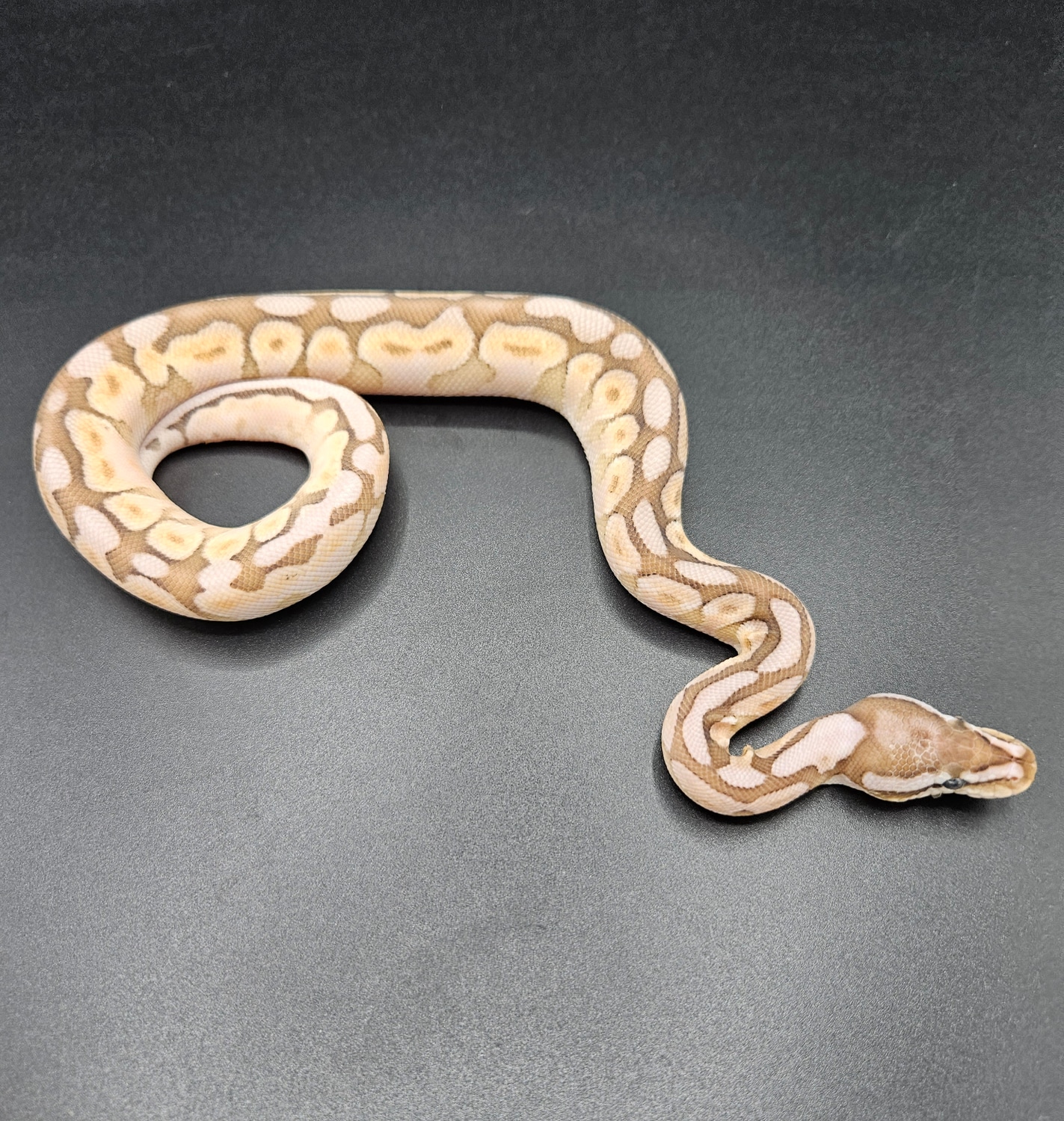 Lemon Pastel Lesser Spider Ball Python by Maltese Morphs - MorphMarket