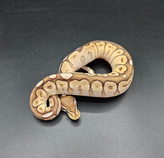 Lemon Pastel Mojave Spider Ball Python by Maltese Morphs