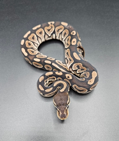 Cinnamon Ball Python by Maltese Morphs