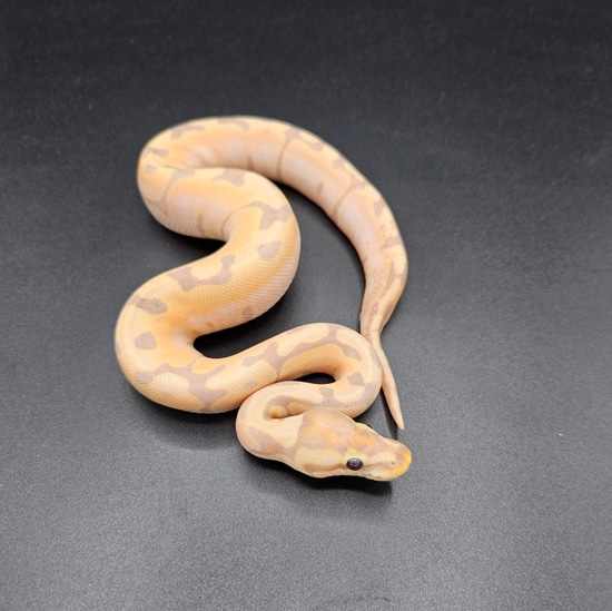 Banana Woma Ball Python by Maltese Morphs