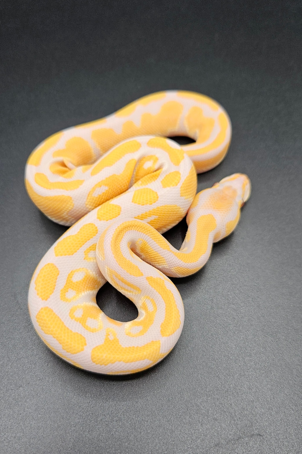 Lavender Albino Het Pied Ball Python by Maltese Morphs - MorphMarket