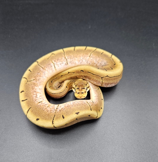 Spinner Ball Python by Maltese Morphs