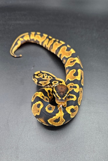 Orange Dream Yellow Belly Ball Python by Maltese Morphs