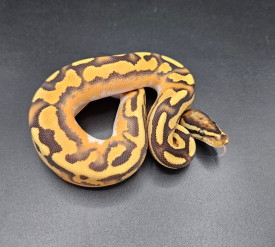 Super Orange Dream Fire Yellow Belly Ball Python by Maltese Morphs