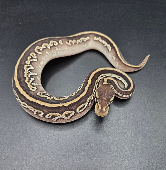 Black Pastel Het Pied Ball Python by Maltese Morphs