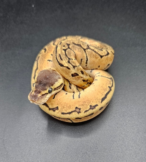 Lemon Blast Ball Python by Maltese Morphs