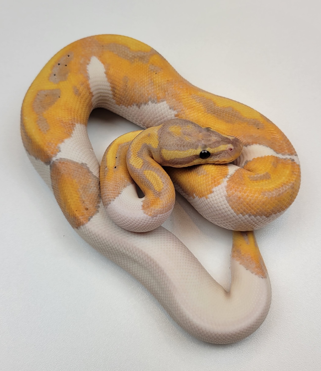 Banana Pied Ball Python by Dizzy Reptiles - MorphMarket