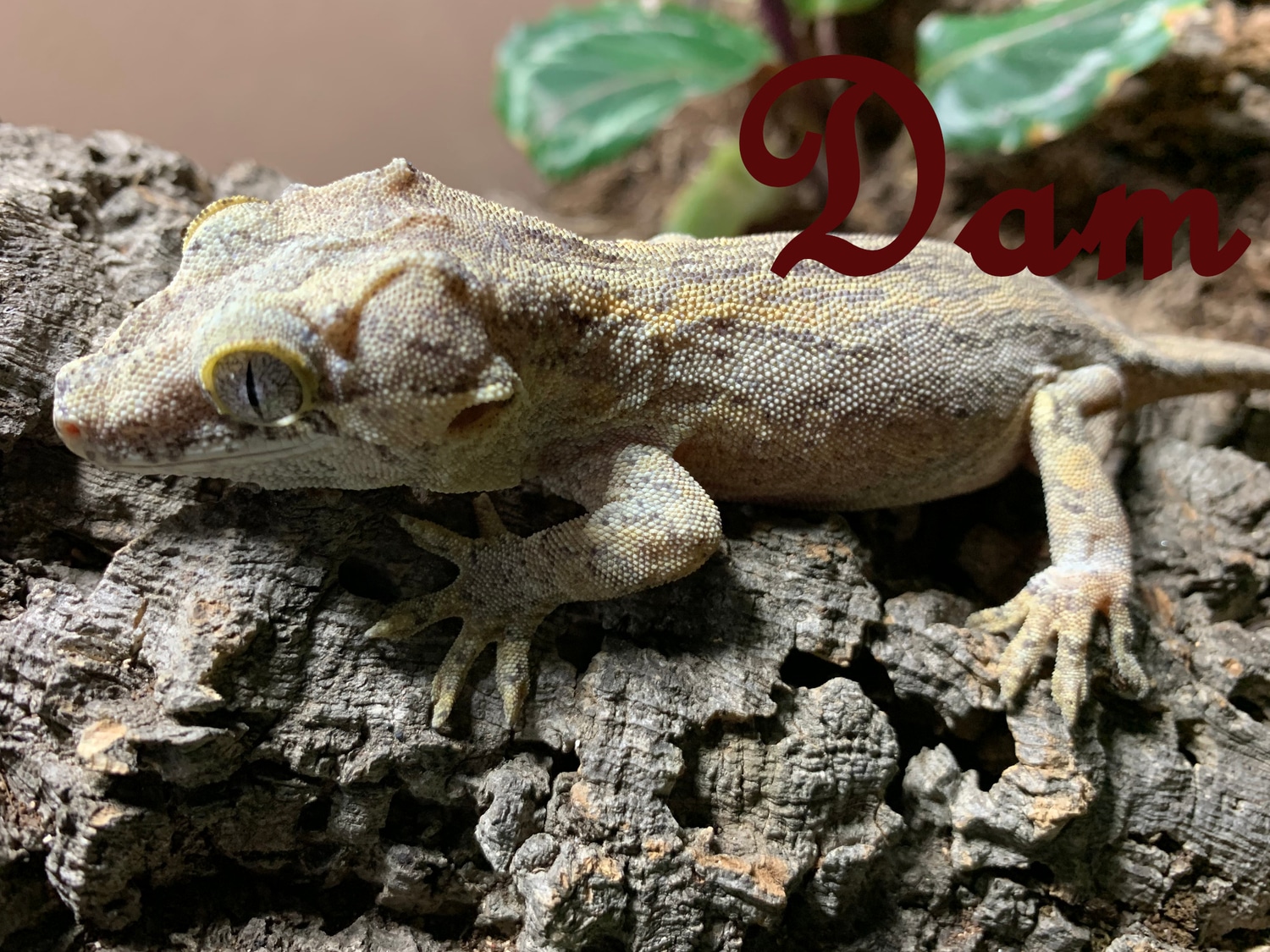 Sleek Geckos's Collection - MorphMarket