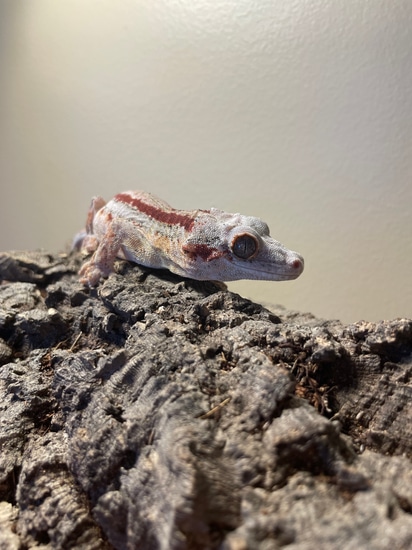 Phantom Eye Pink Base Red Stripe Gargoyle Gecko by Sleek Geckos