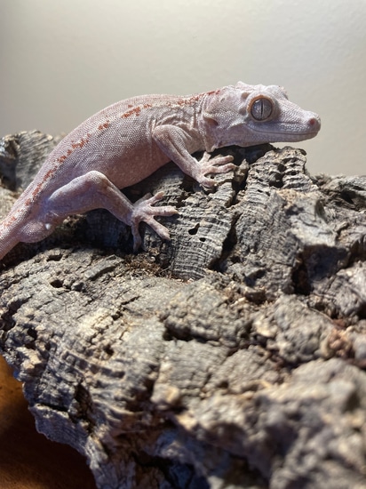 RTB Pos PHANTOM EYE White Base Gargoyle Gecko by Sleek Geckos