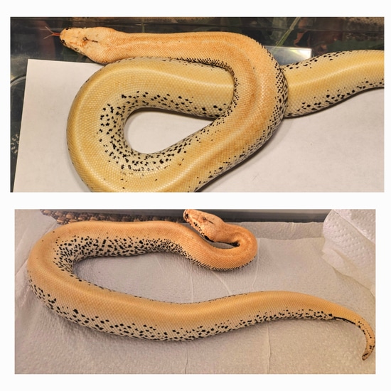 Magpie Batik Het T+ Blood Python by E.ophidians