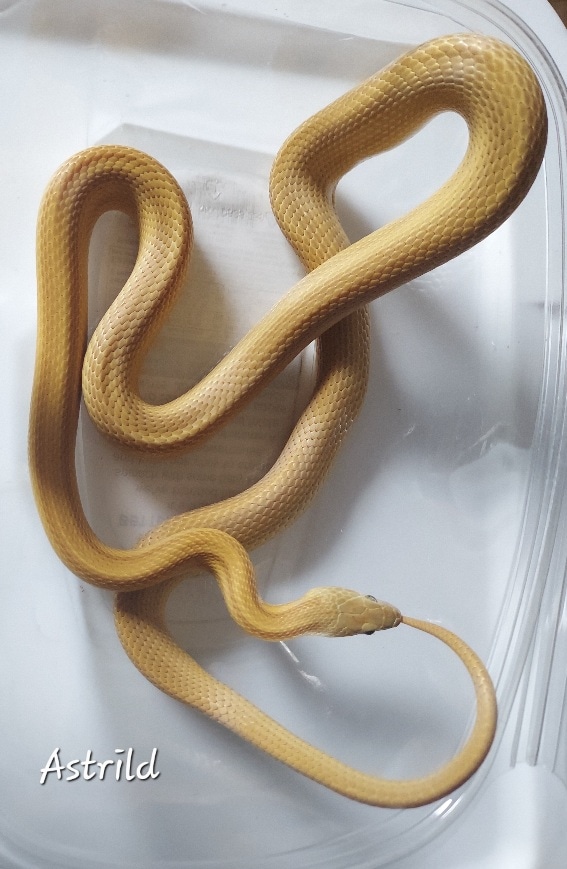 Astrild, Vanishing Caramel Stripe Het Amel, Anery, Hypo Pos Halo Corn ...