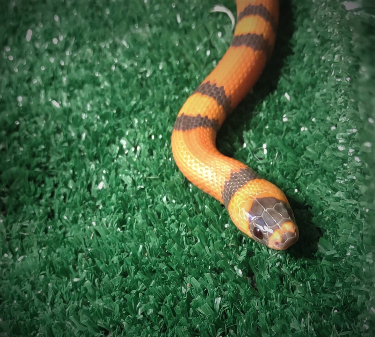 Hypo Tangerine Honduran Milk Snake by Super Sweet Snake Shed - MorphMarket