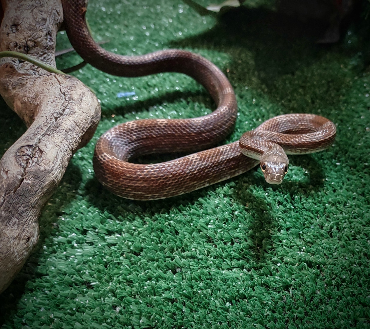 Rusty/Caramel Het Lucy Eastern Rat Snake by Super Sweet Snake Shed ...