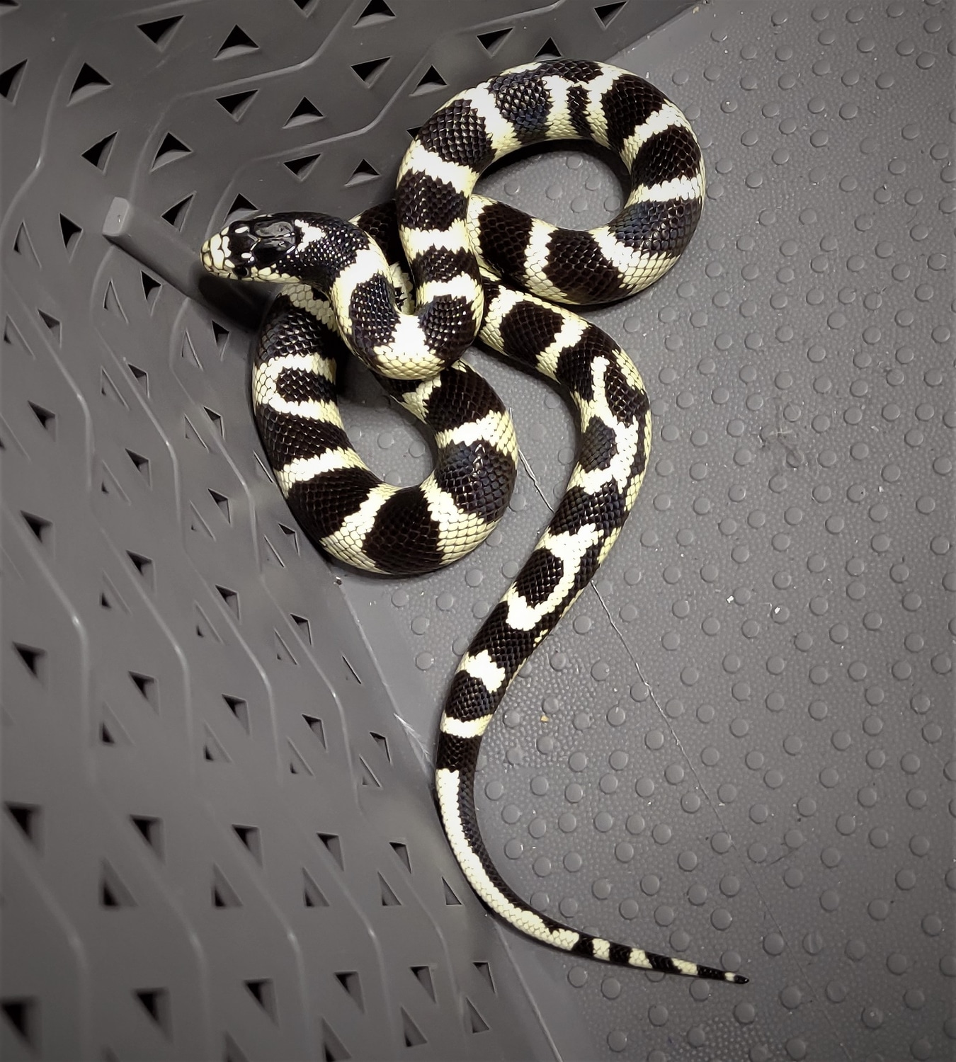 Het Albino Aberrant King California Kingsnake by Super Sweet Snake Shed ...