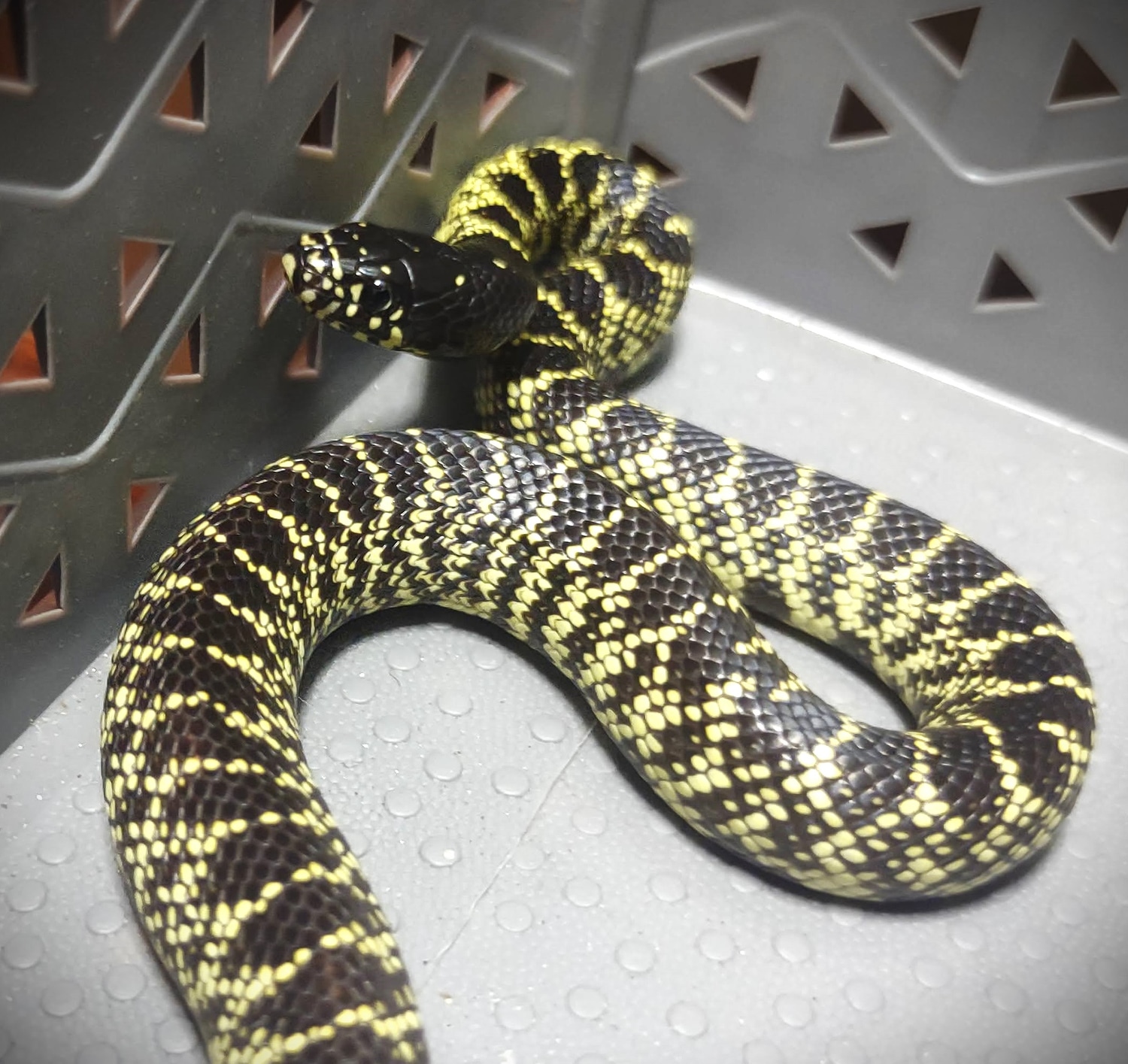 Desert Kingsnake by Super Sweet Snake Shed - MorphMarket