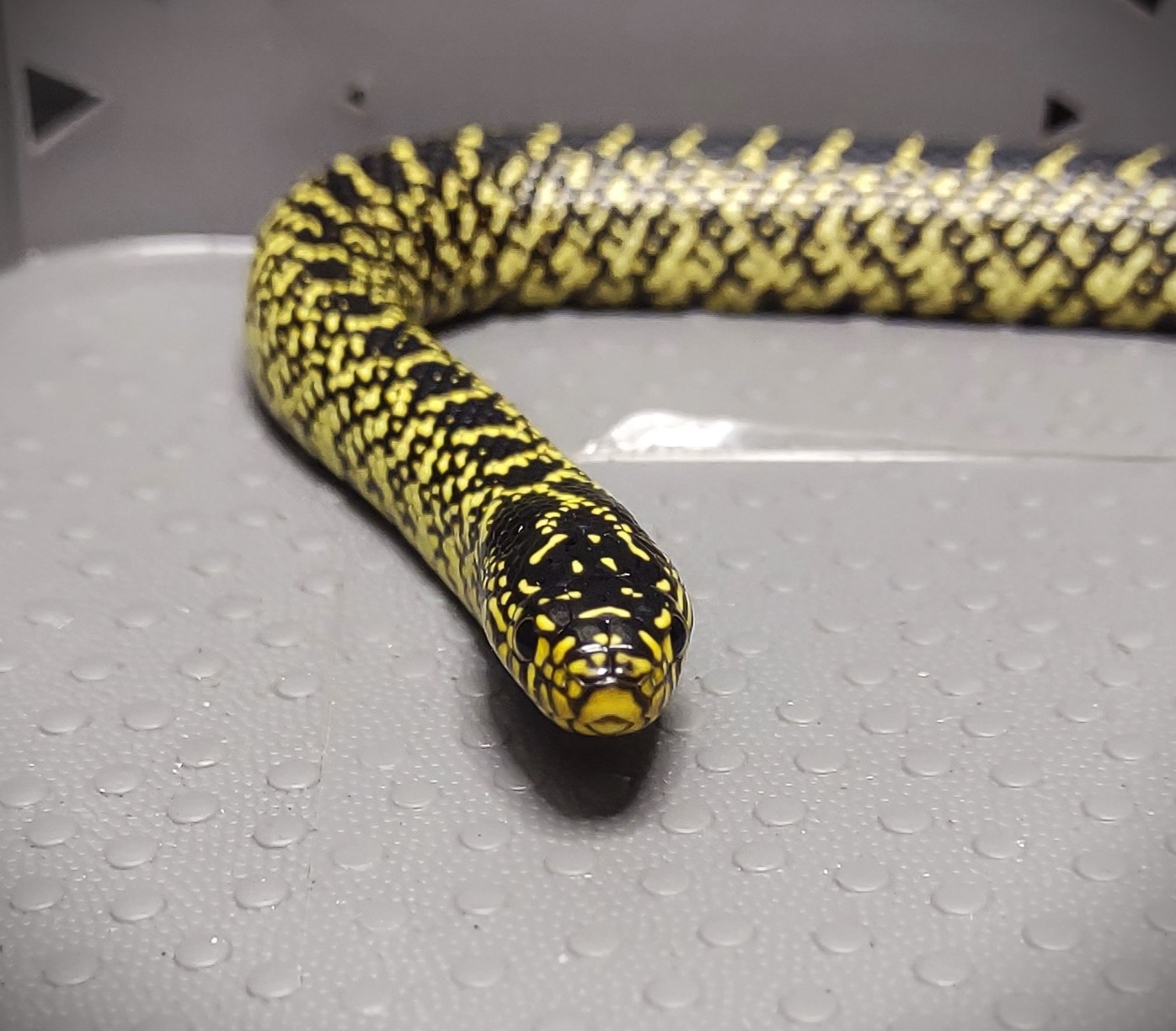 Integrade King Speckled Kingsnake by Super Sweet Snake Shed - MorphMarket
